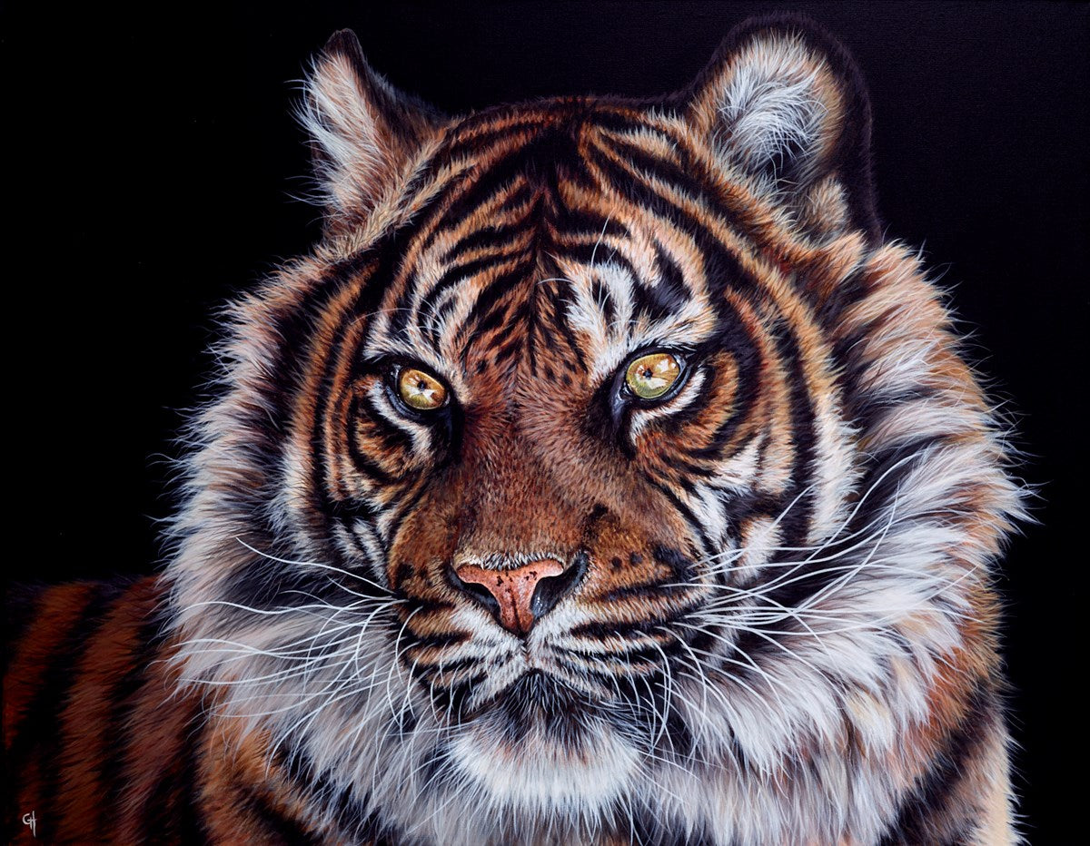 Fixated | Gina Hawkshaw – Clarendon Fine Art