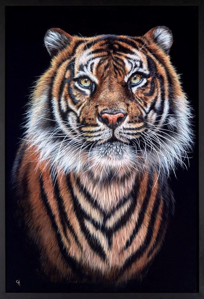 Tiger Eyes | Gina Hawkshaw - Clarendon Fine Art