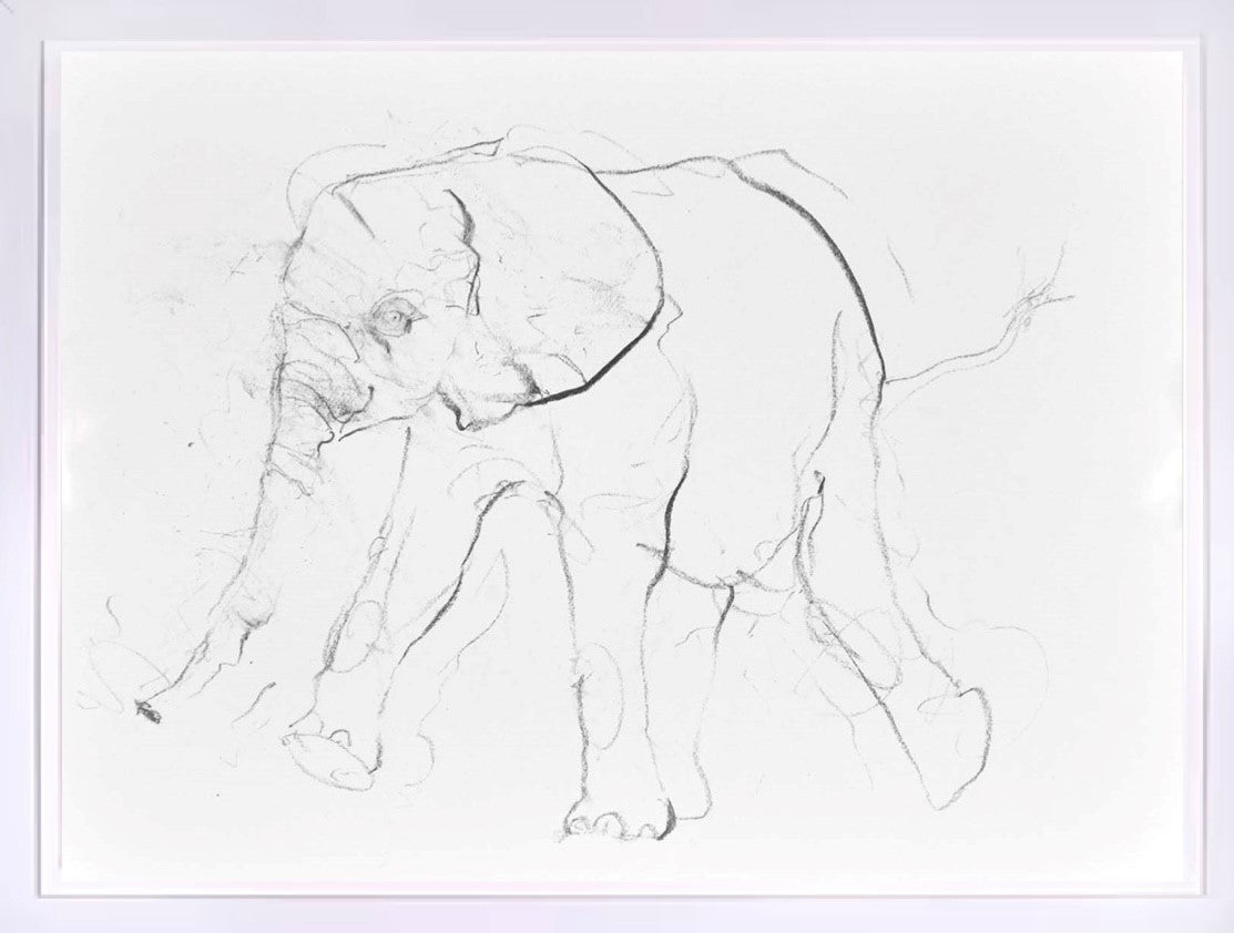 Elephant Study IX | Dave White - Clarendon Fine Art
