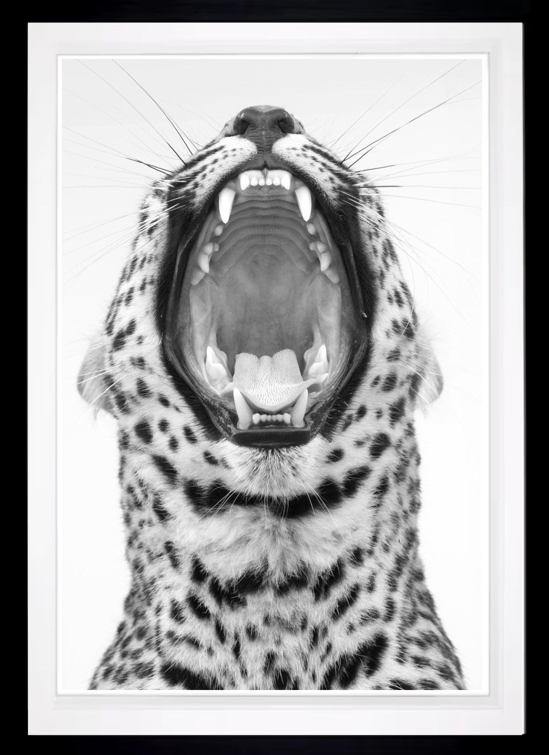 Never Change Your Spots | Harry Skeggs - Clarendon Fine Art