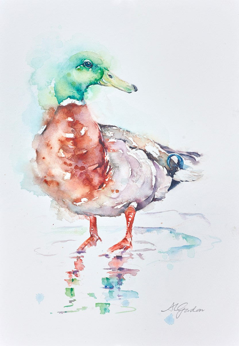 Mallard Drake | Amanda Gordon – Clarendon Fine Art