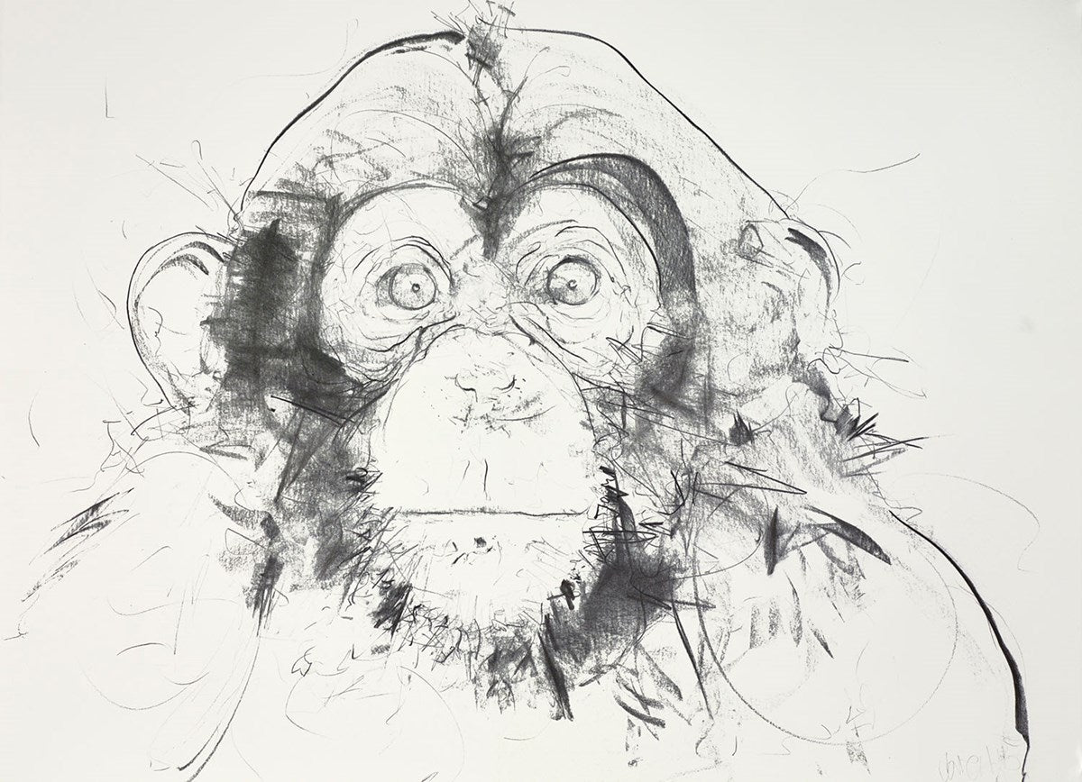 Chimp Study IV | Dave White – Clarendon Fine Art
