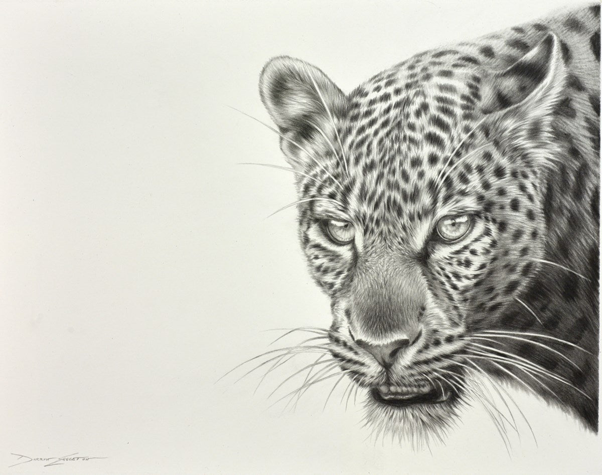 Leopard Study I | Darryn Eggleton - Clarendon Fine Art