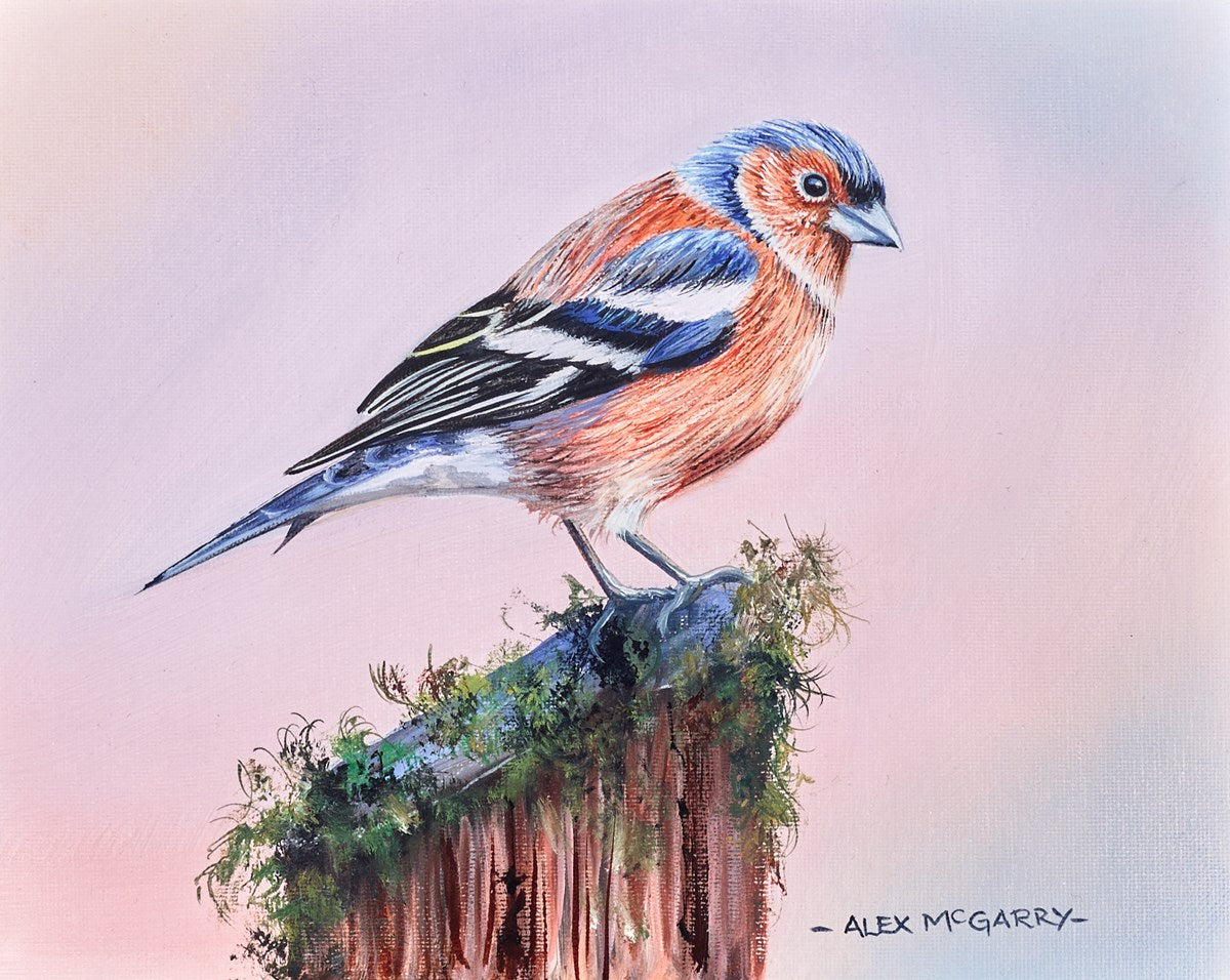 Chaffinch On A Branch | Alex McGarry – Clarendon Fine Art