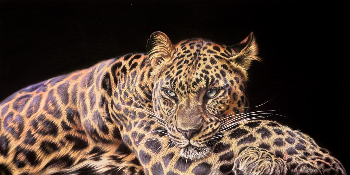 Relaxing Leopard | Darryn Eggleton – Clarendon Fine Art