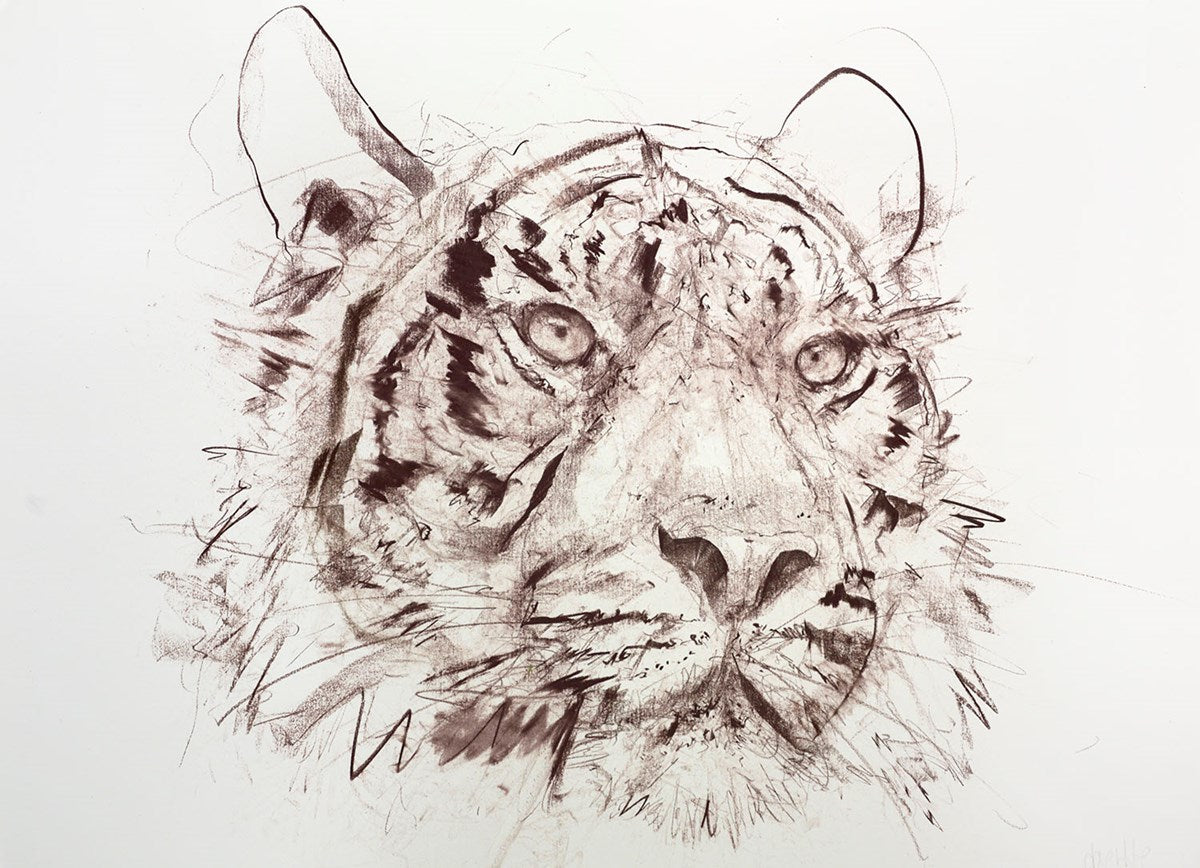 Tiger VII (Study) | Dave White - Clarendon Fine Art