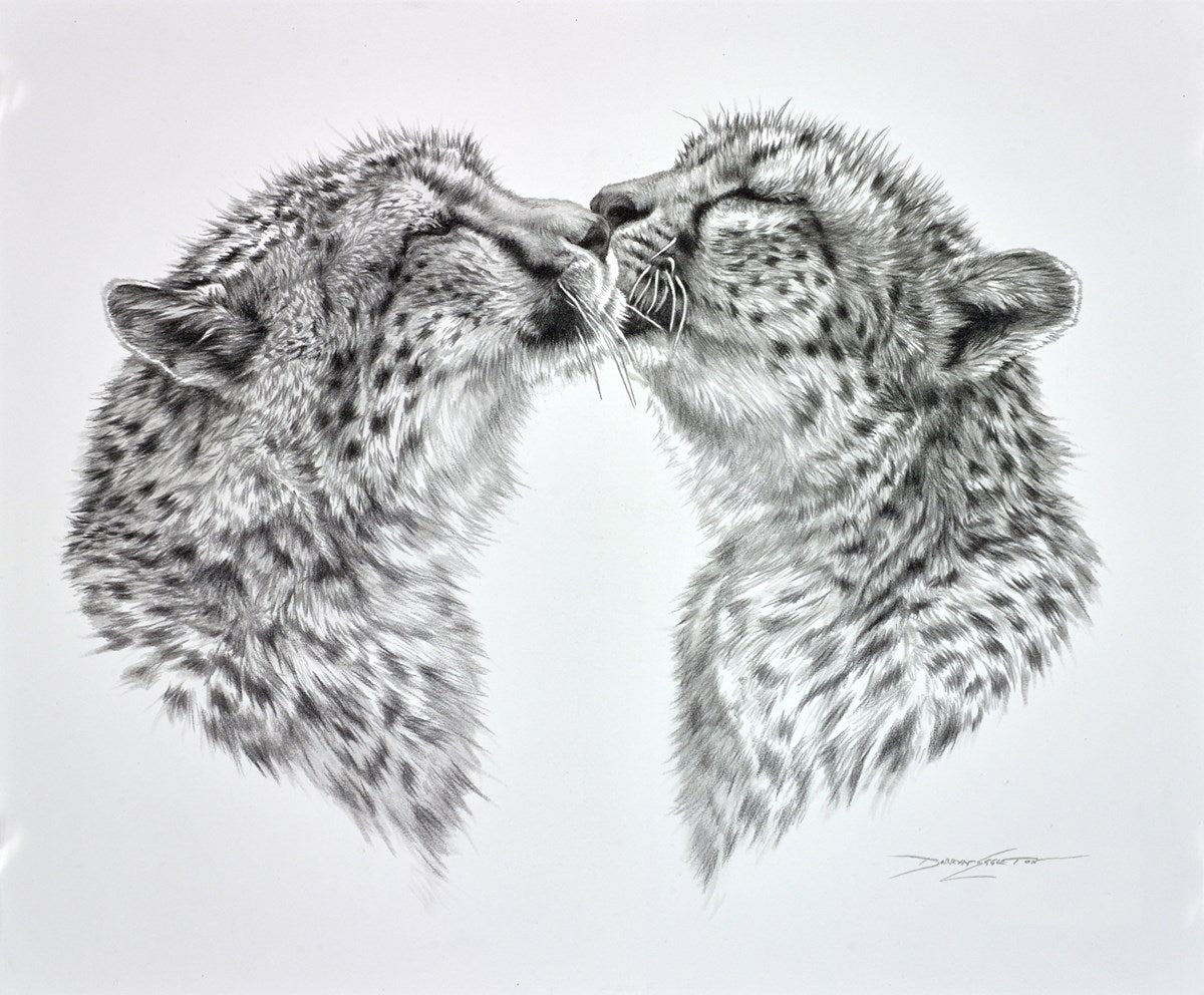 Cheetah Caress | Darryn Eggleton - Clarendon Fine Art