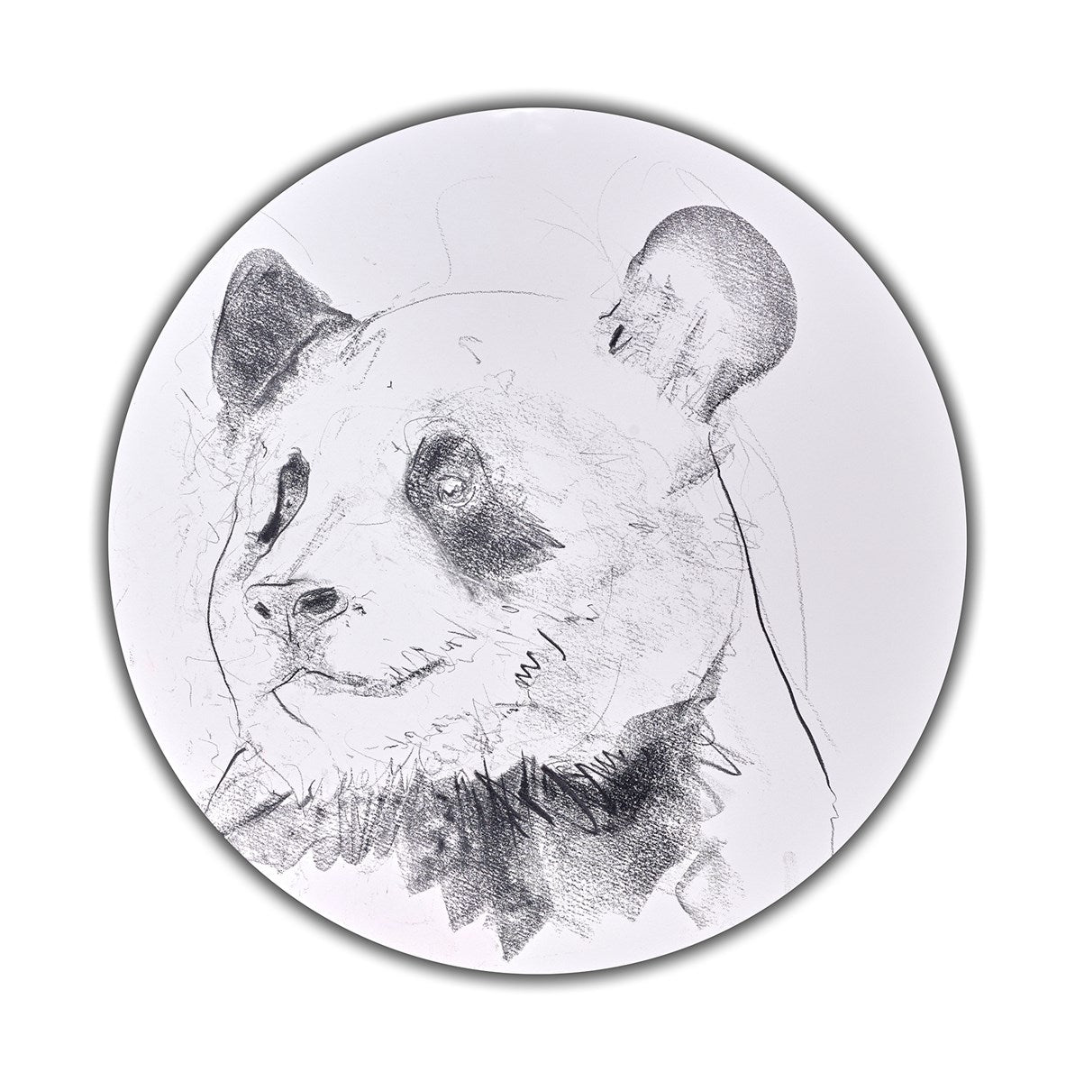 Giant Panda Study III | Dave White - Clarendon Fine Art