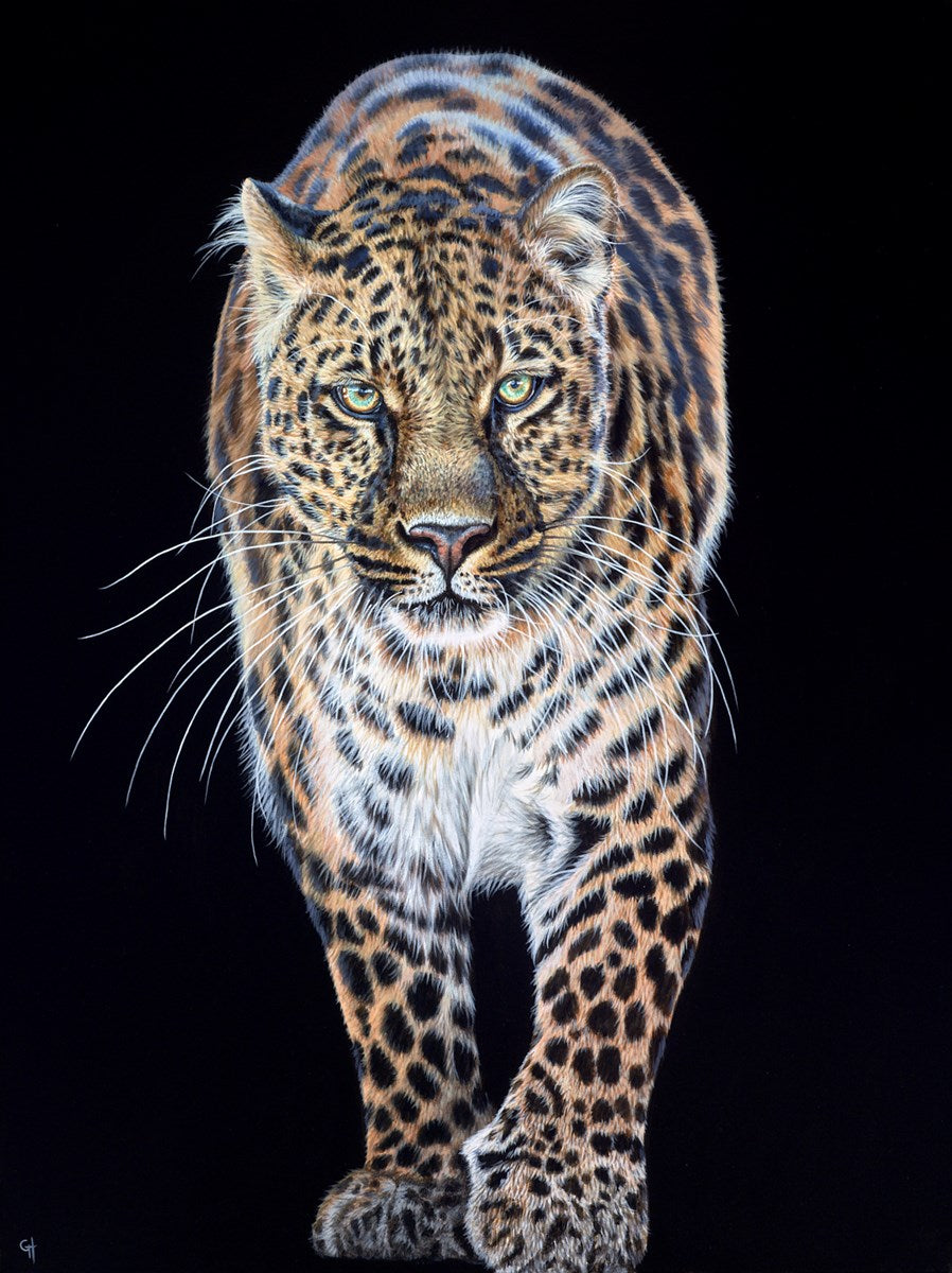 Prowling Leopard | Gina Hawkshaw - Clarendon Fine Art