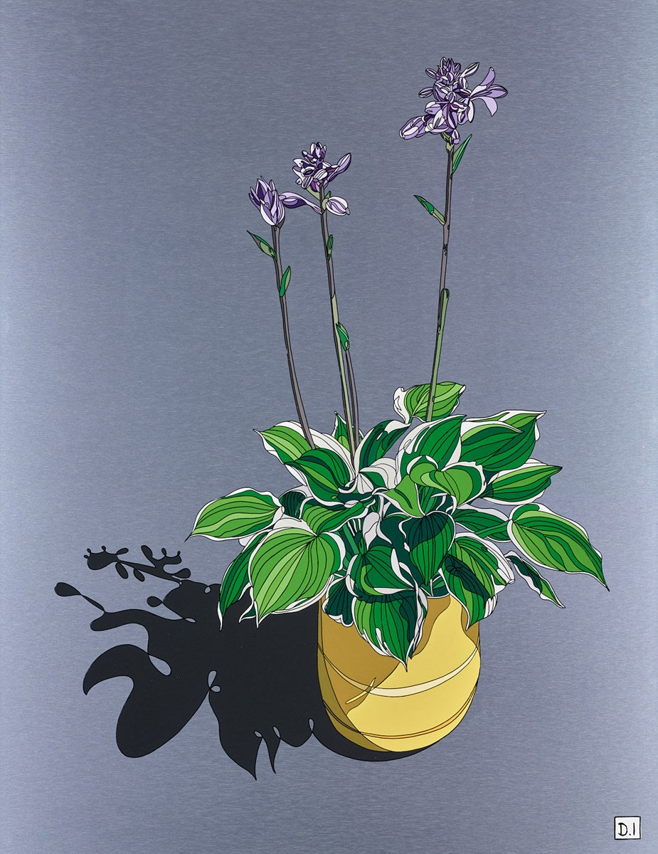 Hosta | Dylan Izaak – Clarendon Fine Art