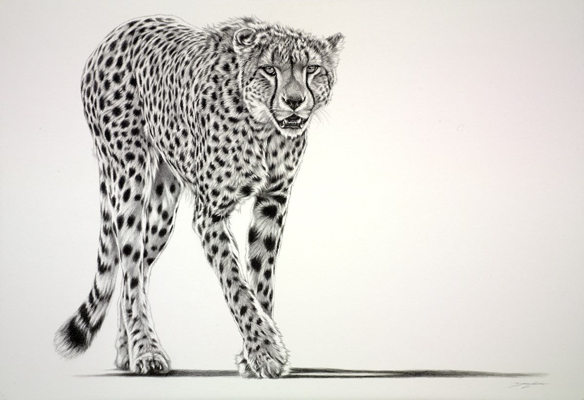 Lurking Cheetah (Study) | Darryn Eggleton – Clarendon Fine Art