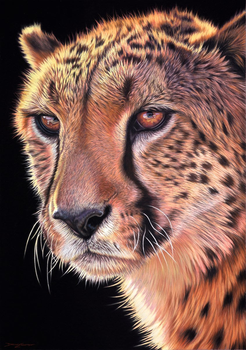 Cheetah | Darryn Eggleton - Clarendon Fine Art