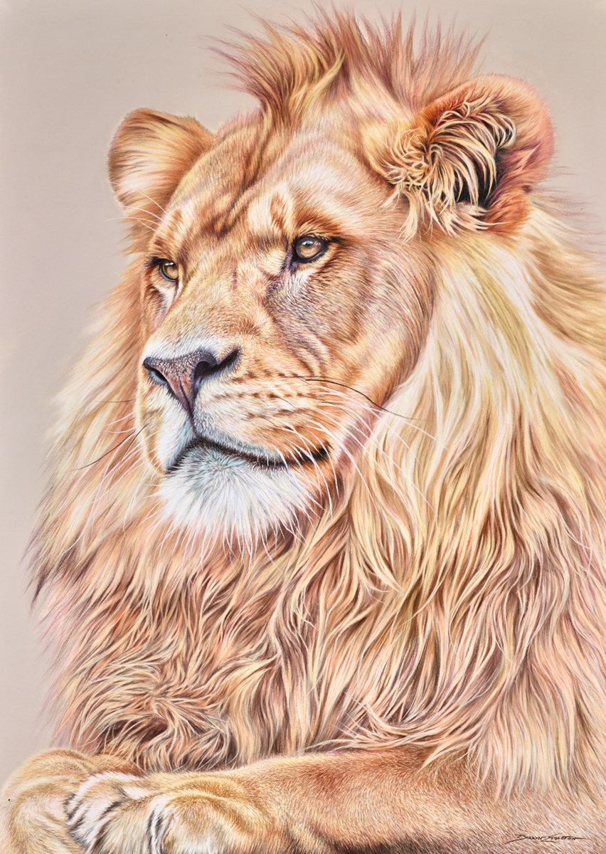Lion Heart | Darryn Eggleton - Clarendon Fine Art