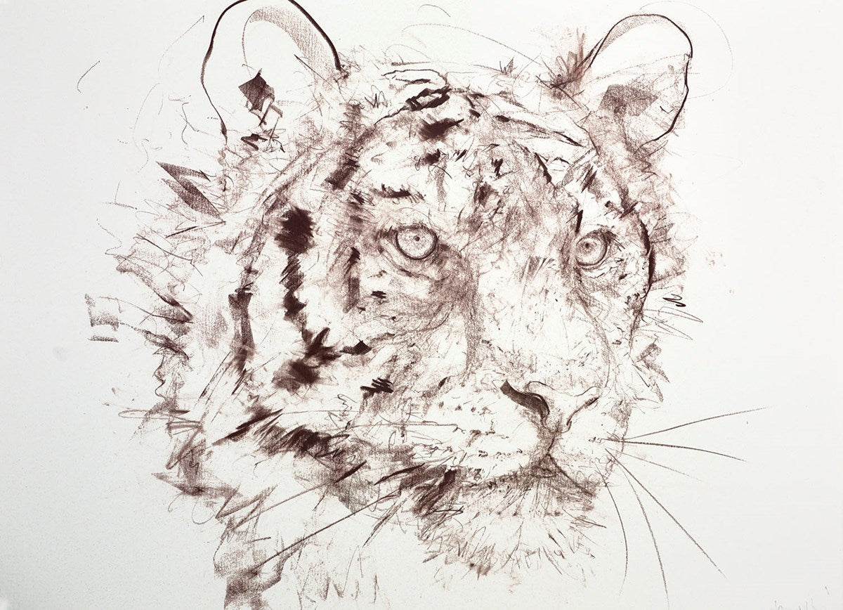 Tiger Study VIII | Dave White - Clarendon Fine Art