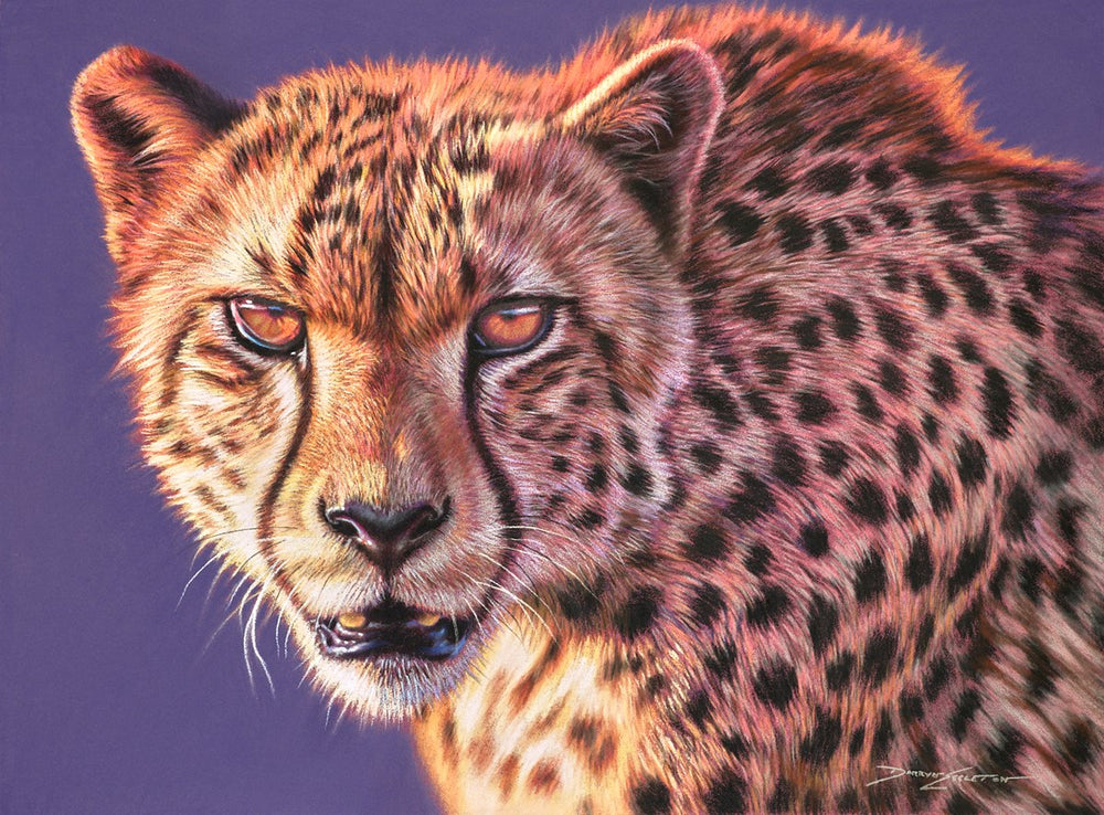 Cheetah Glare | Darryn Eggleton - Clarendon Fine Art