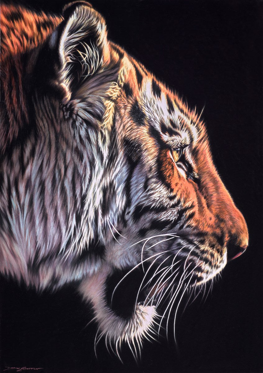Tiger | Darryn Eggleton - Clarendon Fine Art