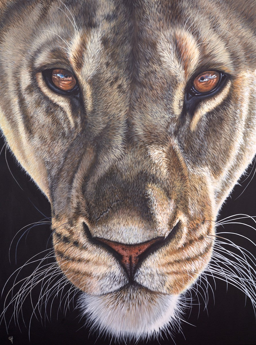 Fearless Lioness | Gina Hawkshaw - Clarendon Fine Art